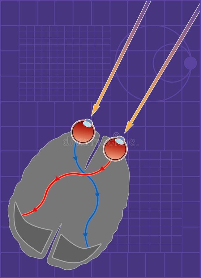 Light entering the brain stock vector. Illustration of light - 2845017