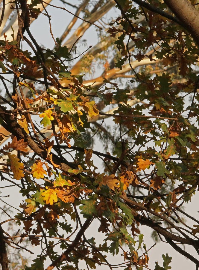 LIGHT FALLING on OAK LEAVES in AUTUMN Stock Photo - Image of ...