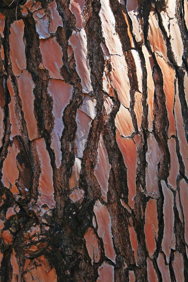 LIGHT FALLING on RUST COLOURED BARK of PINE TREE Stock Image - Image of ...