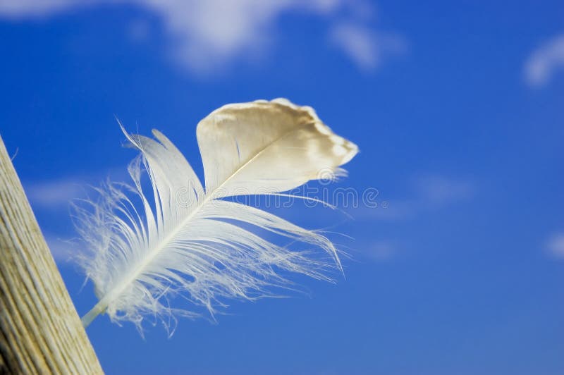 Light Feather in the Breeze Stock Photo - Image of soft, symbol: 3330720