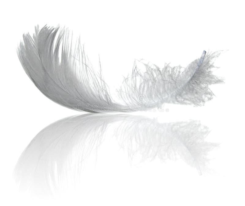 Chicken white feather stock image. Image of fragile, night - 7723501