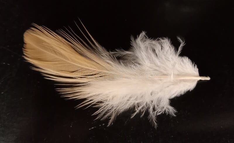 Light Feathers Fell on the Black Ground. Stock Image - Image of drawing ...