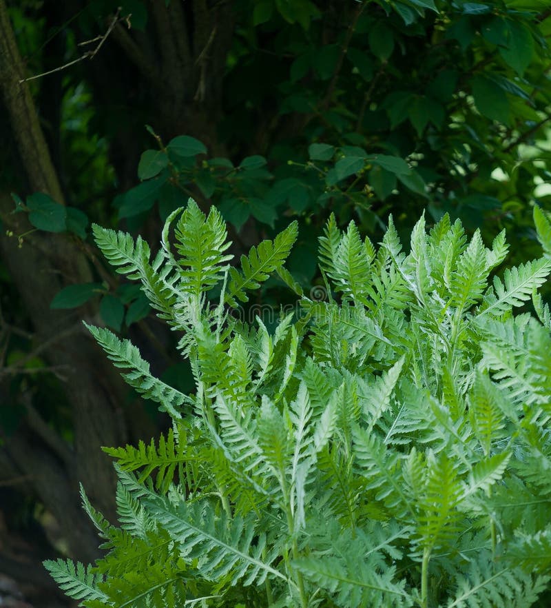 Light ferns stock photo. Image of forest, green, side - 54049974