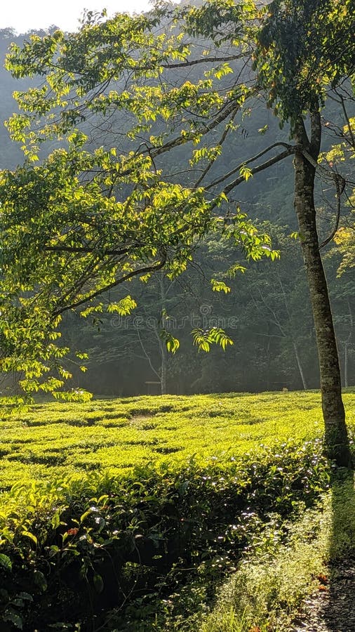 Nature Light and a Field of Tea Stock Image - Image of field, vibes ...