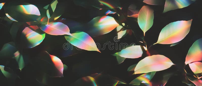 Light Filtering through Leaves Creates a Vibrant Dappled Texture ...