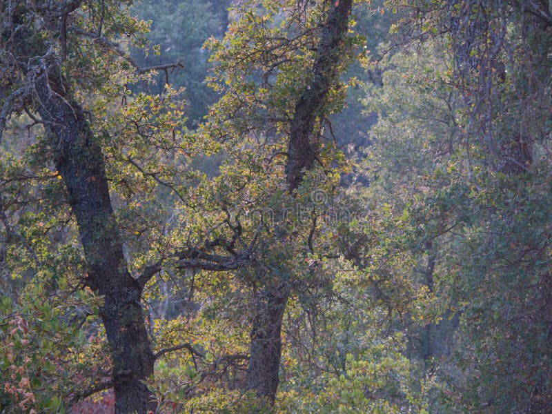 Light Filtering through Trees Last Summer Days Stock Photo - Image of ...