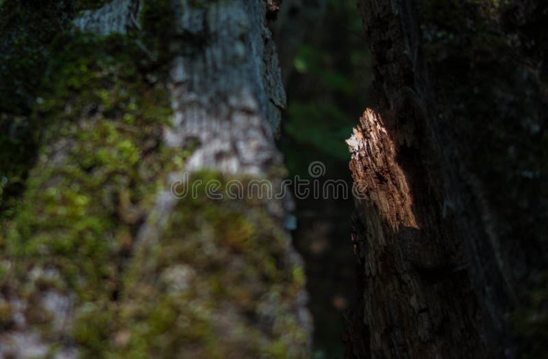 Light Finds A Way. Picture Image: 87379831