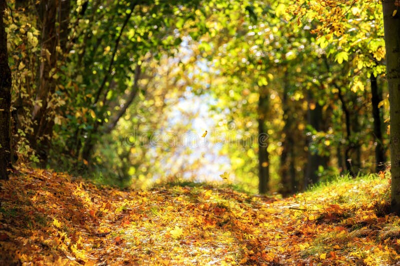 Light-flooded Colorful Autumn Forest with a Foliage-covered Forest Path ...