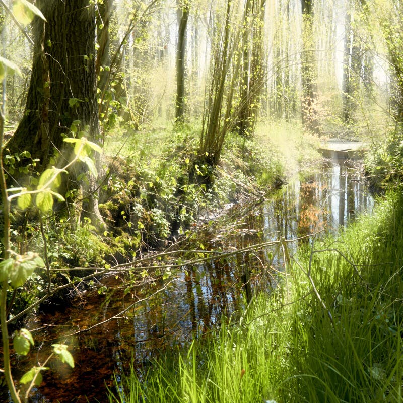 Dense Flooded Mangrove Forest. Stock Photo - Image of plants, growing ...