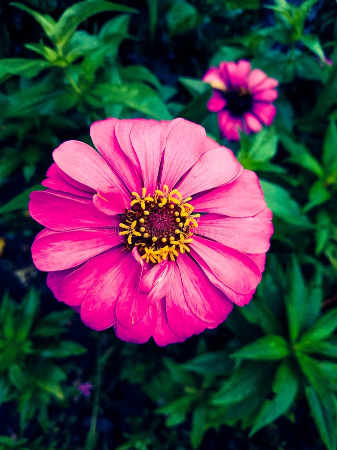 Light flower stock photo. Image of nice, great, light - 126057720