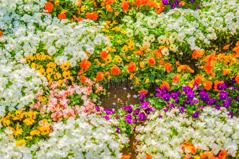 Light flower scenery stock photo. Image of beauty, bright - 301360044