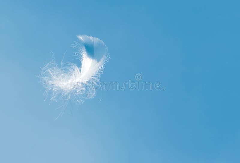 Light Fluffy Single a White Feather Floating in the Air. Stock Photo ...