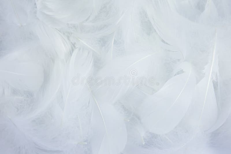 Light Fluffy a White Feathers Background Stock Image - Image of falling ...