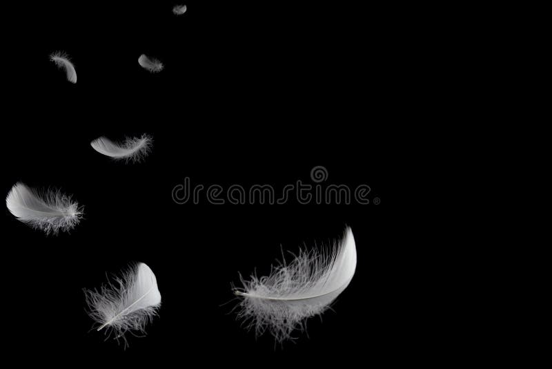 Light Fluffy a White Feathers Floating in the Air, Black or Dark ...
