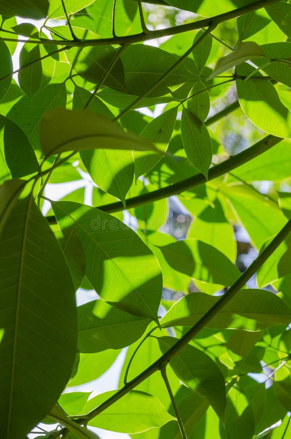 Green Foliage of Para Rubber Tree with Sunlight. Stock Photo - Image of ...
