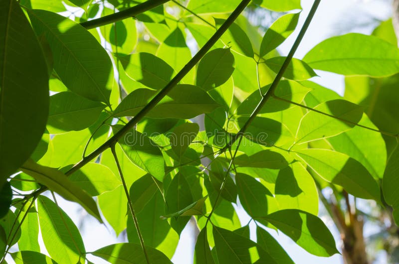 Green Foliage of Para Rubber Tree with Sunlight. Stock Photo - Image of ...