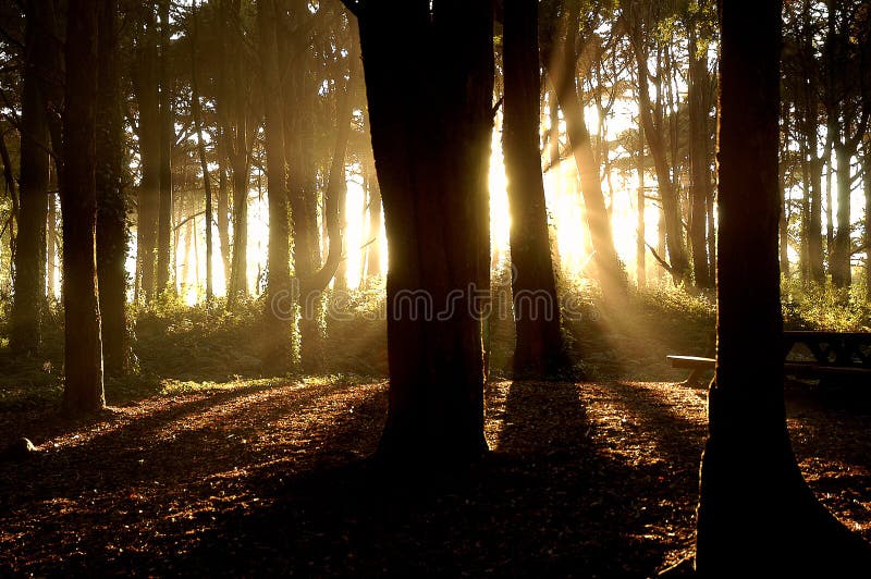 Light forest stock image. Image of shining, esotheric - 1173339
