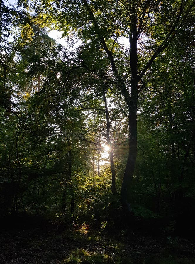 Light in forest stock photo. Image of sunlight, morning - 193157518