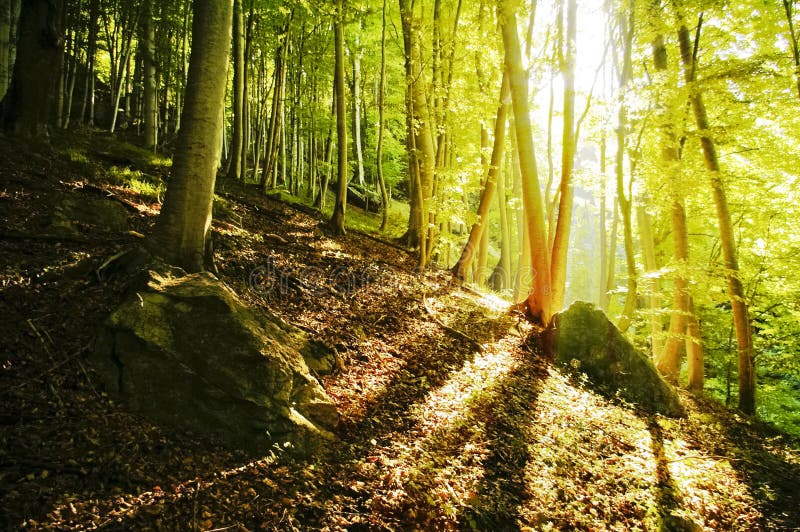 Light in the forest stock photo. Image of green, shine - 23399028