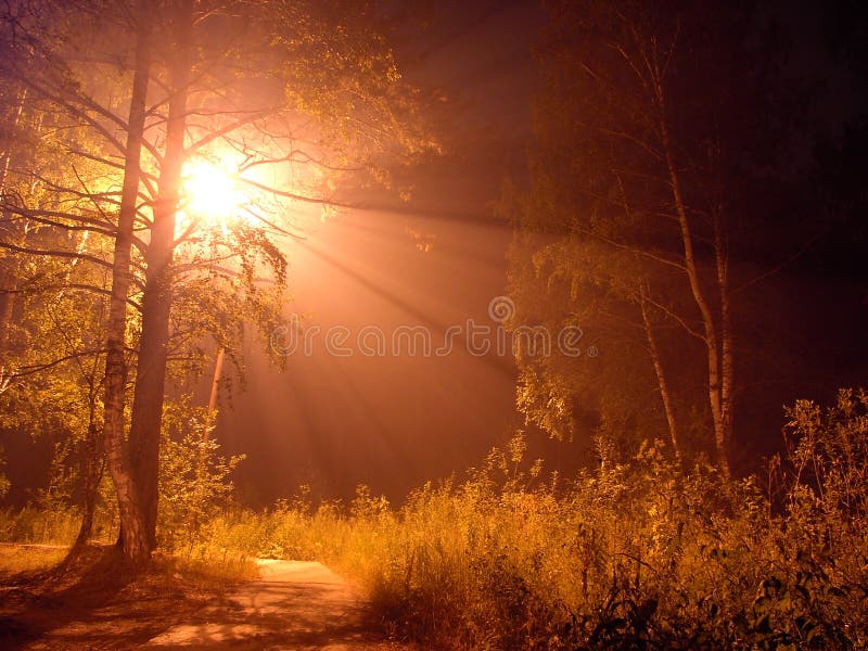 Light in the Forest stock image. Image of night, autumn - 27607023