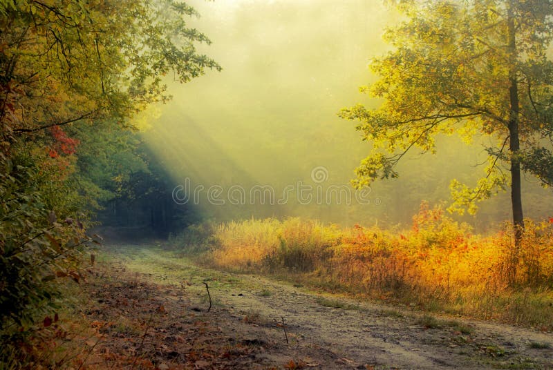 Light in forest stock photo. Image of path, trees, mornning - 86678912