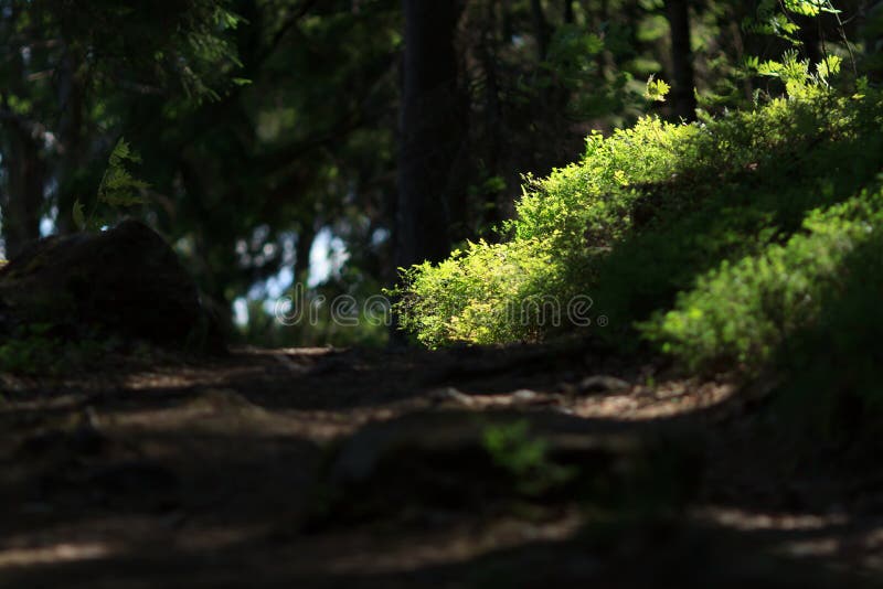 Light in forest stock photo. Image of botany, fragrant - 76059012