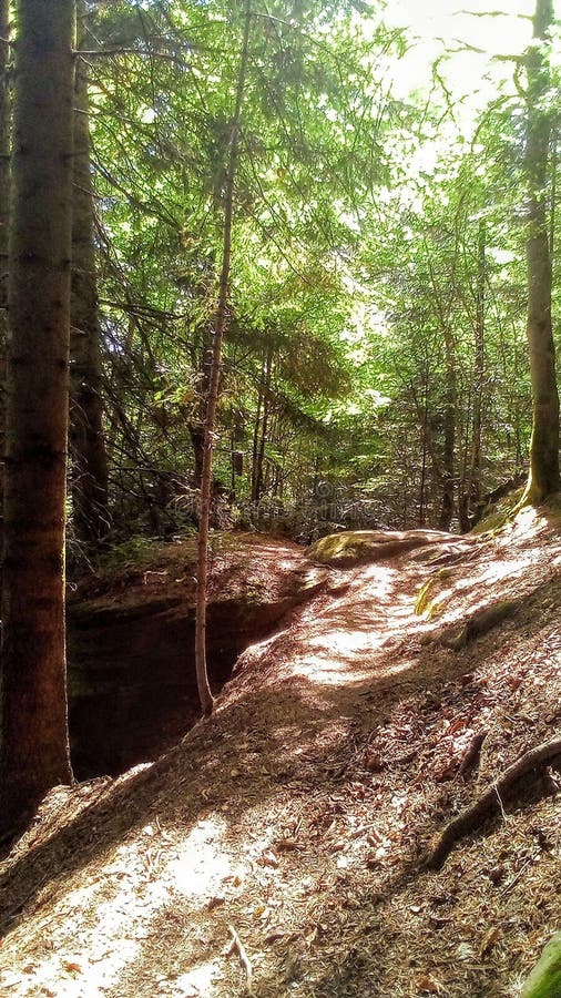 Light forest stock photo. Image of forest, trail, stream - 256829070