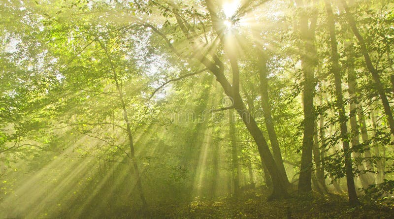 Light in the forest stock photo. Image of mood, forest - 44345026