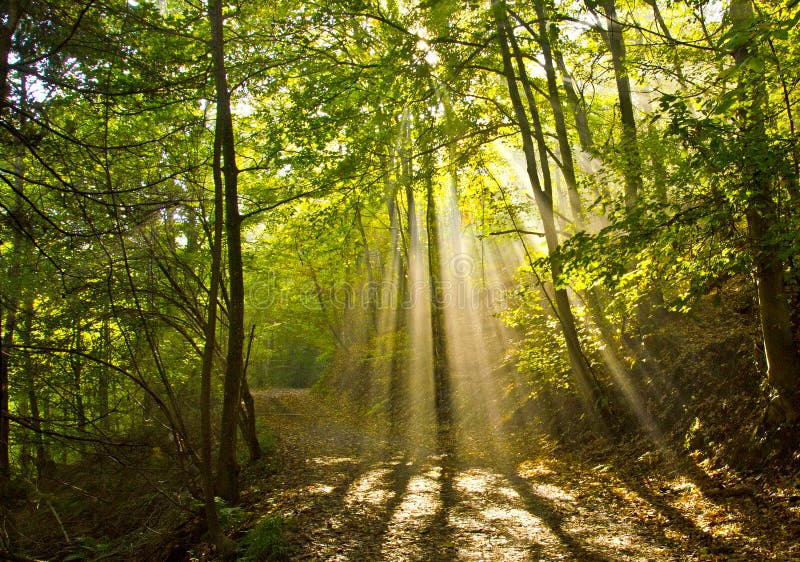 Light in the forest stock photo. Image of autumn, morning - 44345038