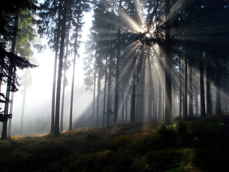 Light in the forest stock image. Image of misty, wood - 378450431