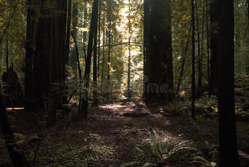 Light in a Forest stock photo. Image of landscape, california - 54186028