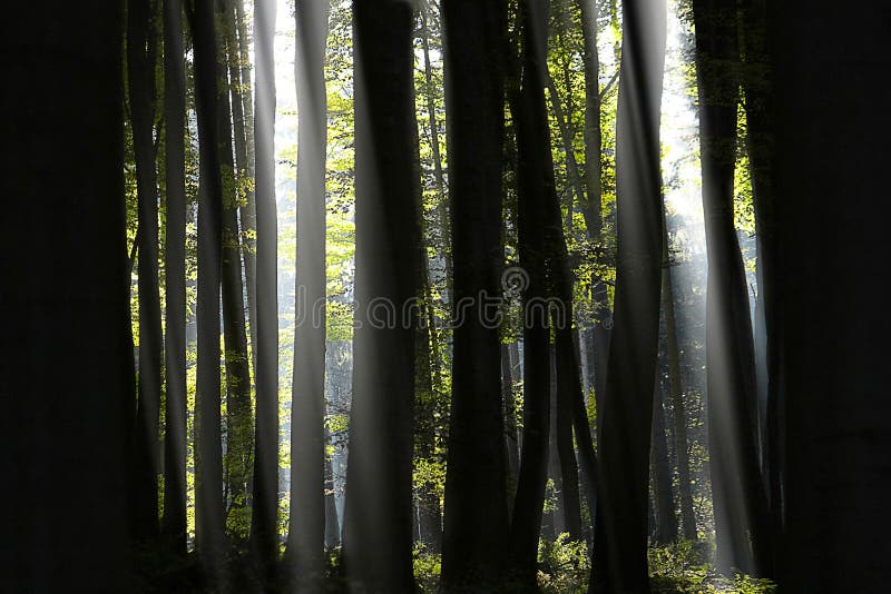 Light in forest stock photo. Image of tree, trunks, rays - 46164744