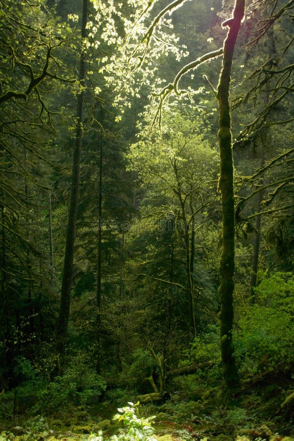 Light in the forest stock photo. Image of beauty, light - 51112540