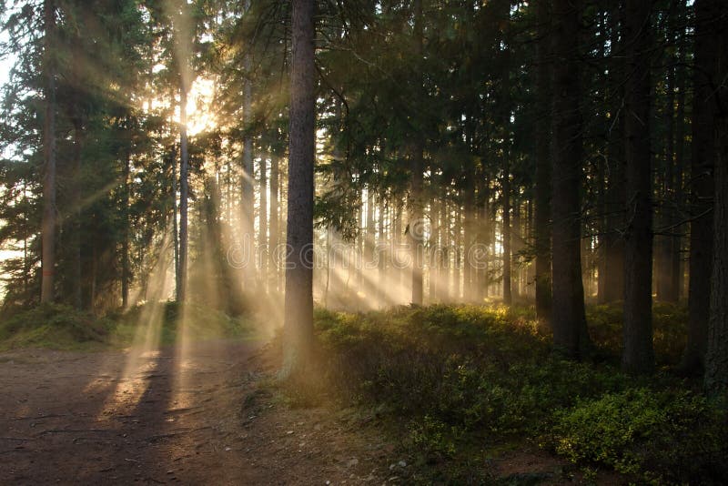 Light in the forest stock photo. Image of bush, light - 61693860