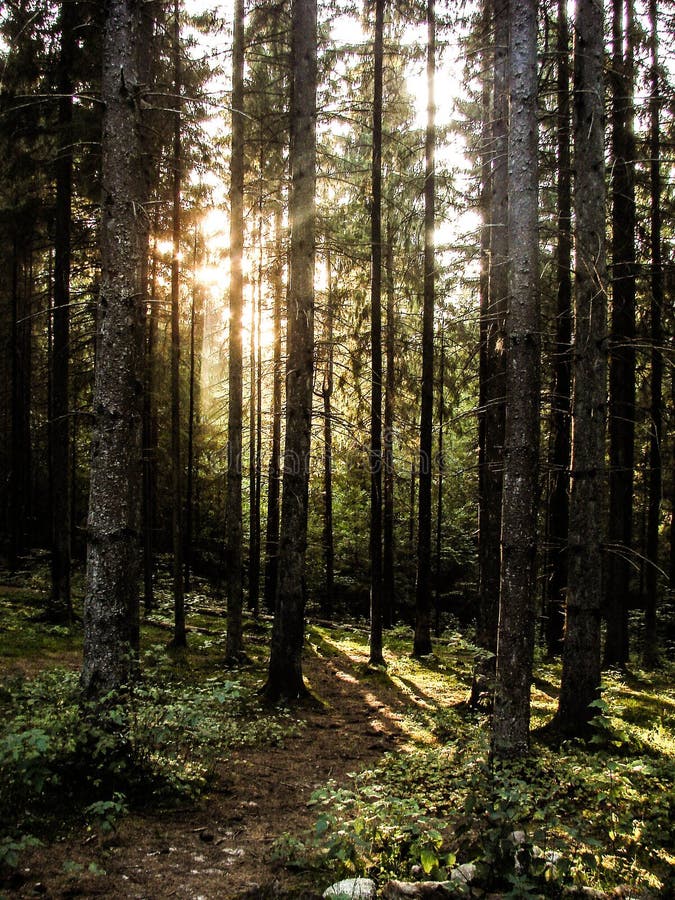 Light in the forests stock photo. Image of beautiful - 45788676