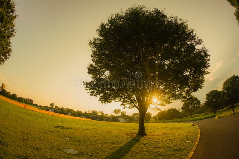 Light of the Fresh Green of a Large Tree and the Sun Stock Image ...