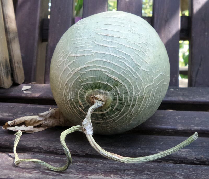 Light on Fresh Hamigua Melon Fresh from the Field Stock Photo - Image ...