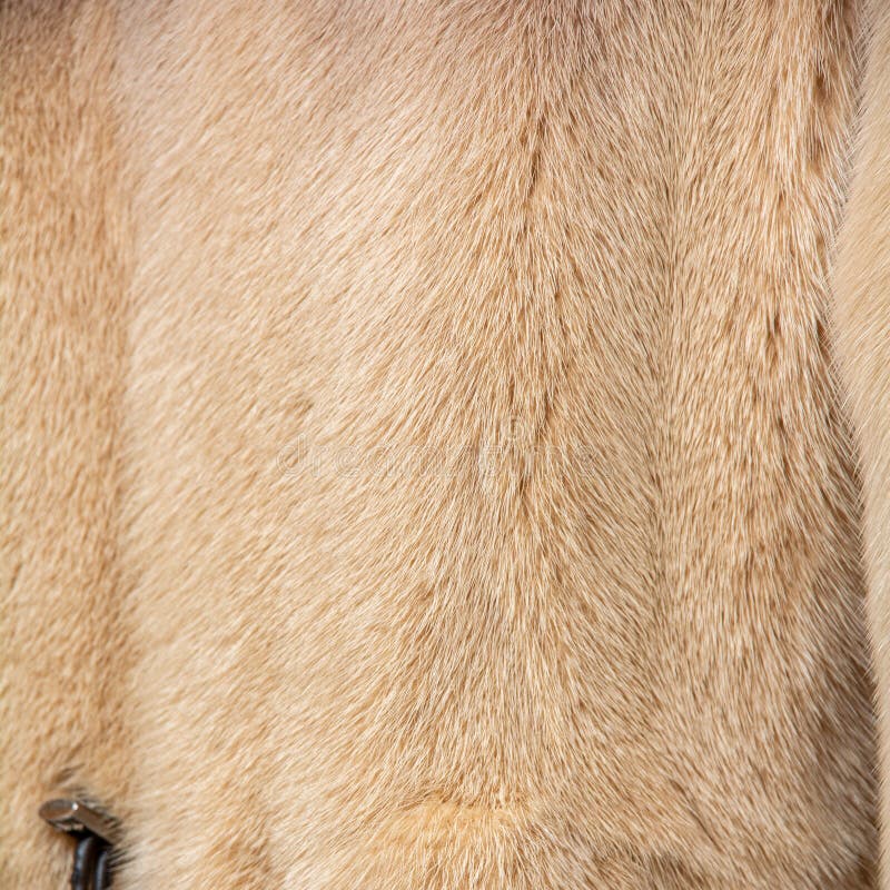 Light Fur on a Fur Coat with a Shallow Depth of Field and Blur. Shiny ...