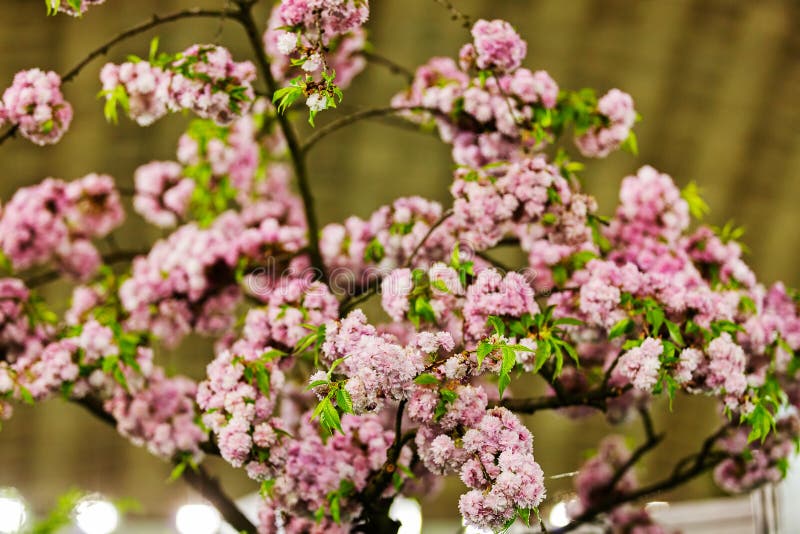 Tree with pink blossoms stock photo. Image of floral - 84891602