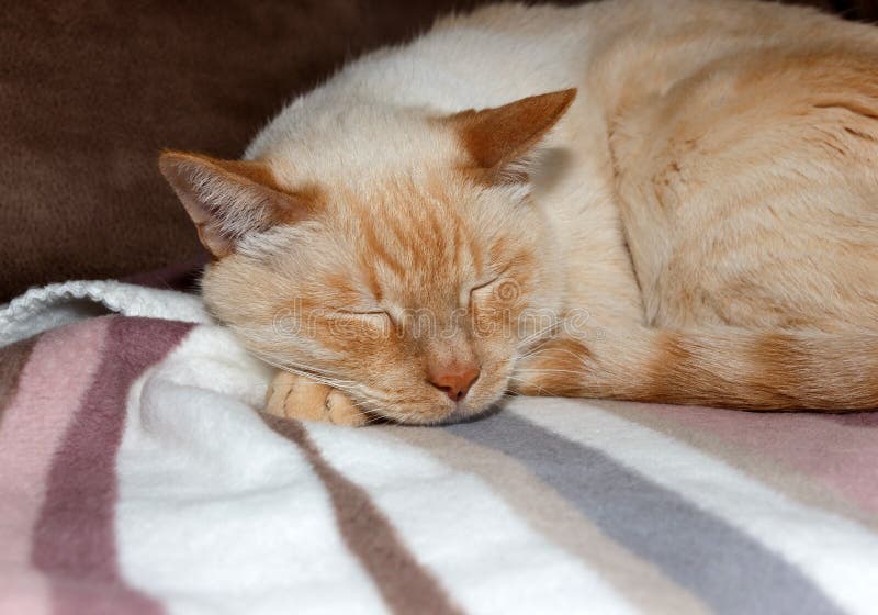 Light Ginger Cat Sleeping on Plaid Stock Photo - Image of mustache ...