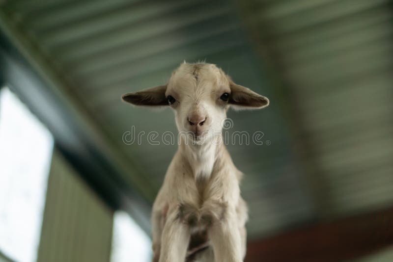 Light Goat of Four Days of Life Stock Photo - Image of beauty, alone ...