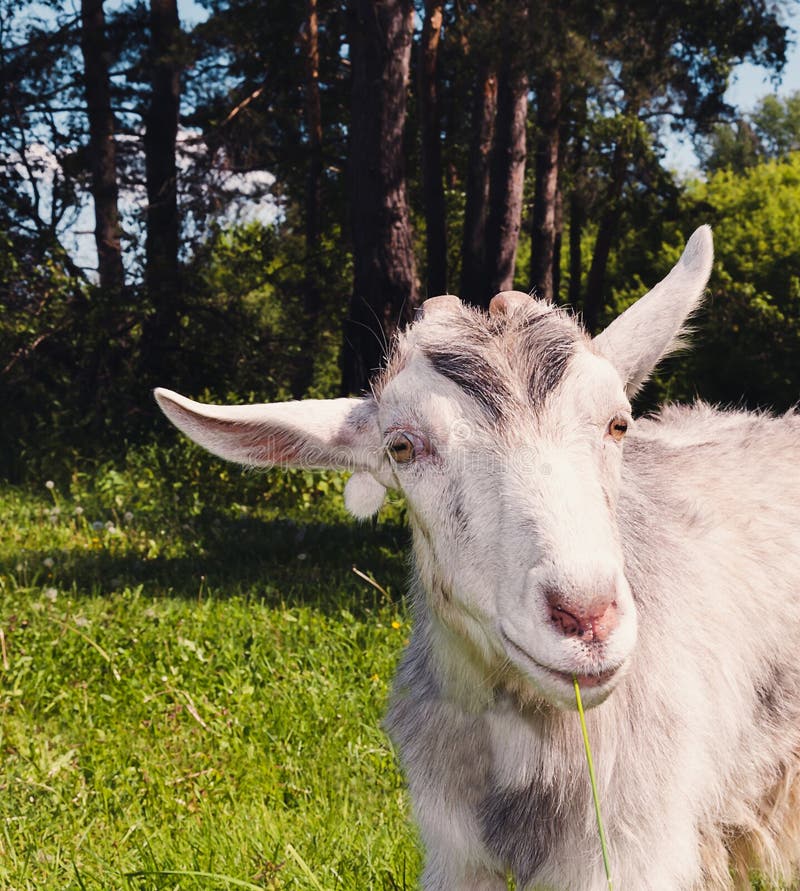 Light Goat with Horns on the Pasture Stock Image - Image of summer ...