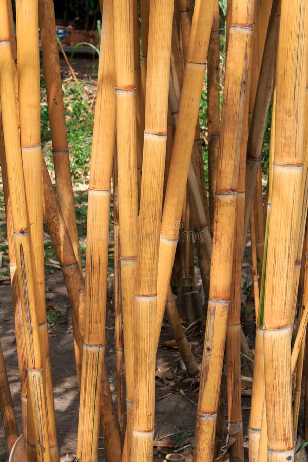 Light Golden Bamboo in Chiang Mai, Thailand Stock Photo - Image of ...