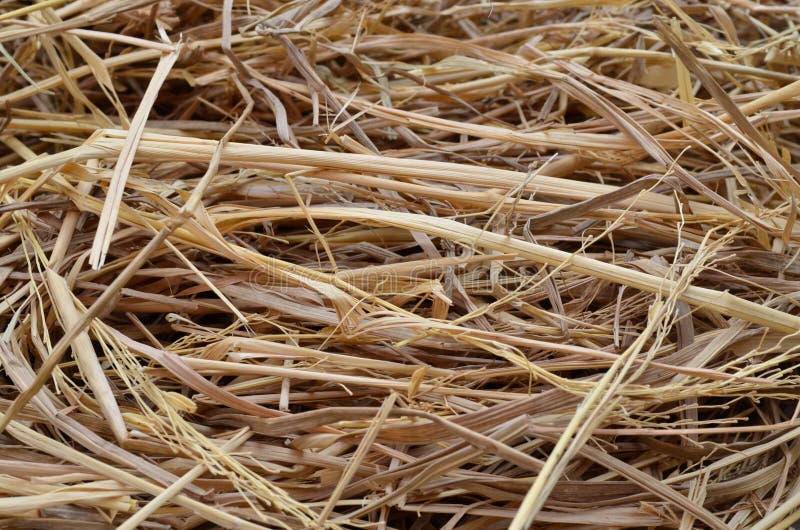 Light Golden Straw stock photo. Image of background, summer - 66086776
