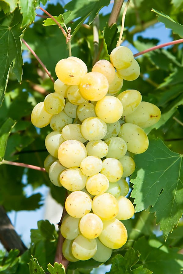 Light Grapes on Grapevine in a Vineyard Stock Photo - Image of industry ...