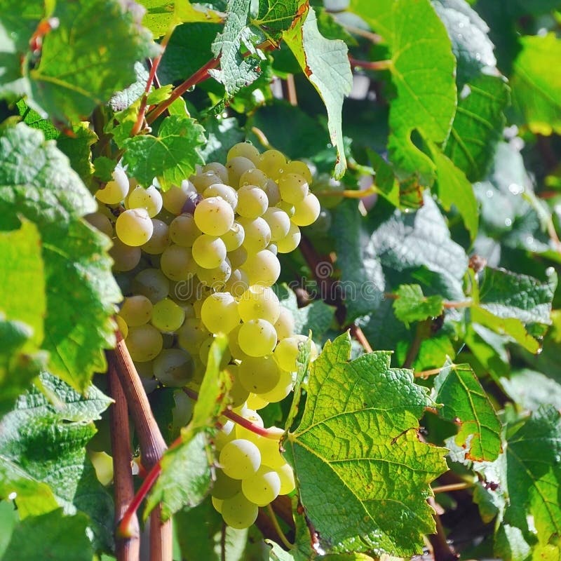 Light grapes stock photo. Image of crop, plant, nature - 34931518