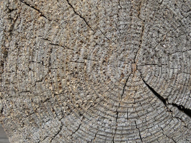 Light Gray Background Color - Log Cut Structure Stock Photo - Image of ...