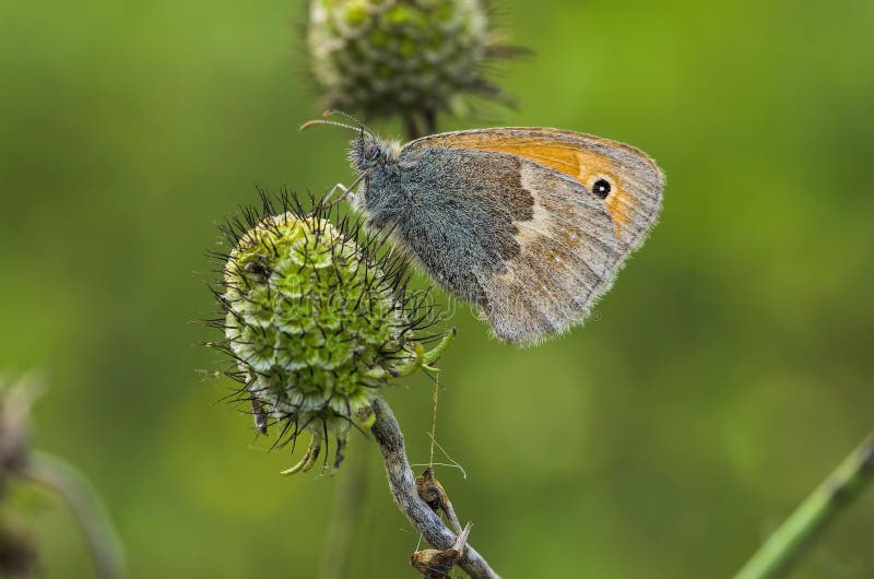 Light gray butterfly stock image. Image of natural, dried - 75806221