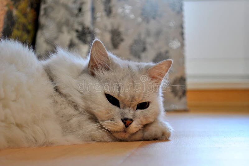 A Light Gray Cat is Resting on the Floor with Open Eyes. Stock Image ...