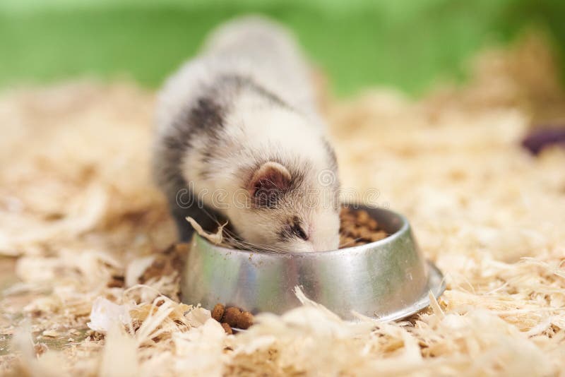 Ferret eats banana stock image. Image of animal, cheerful - 29555933